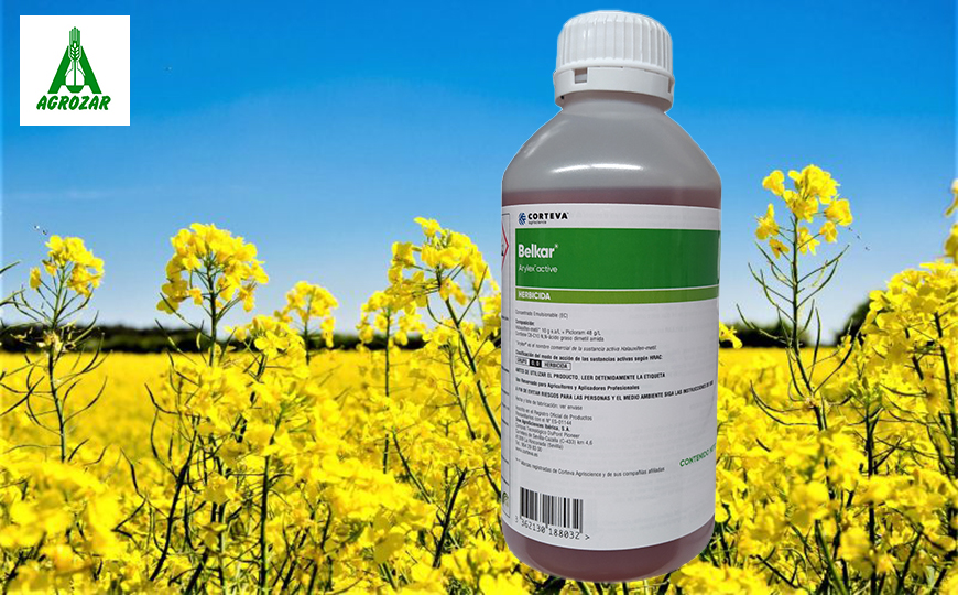 YA TENEMOS BELKAR !!